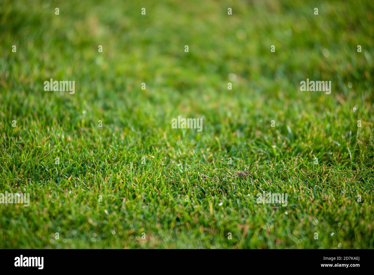 Green natural grass texture for background. Green lawn pattern and ...