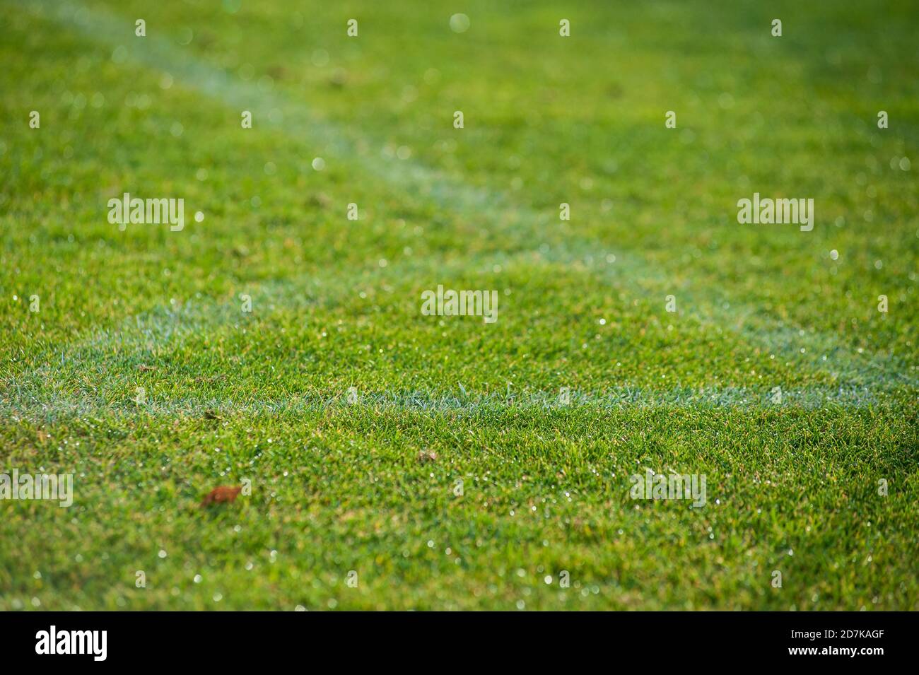 Green natural grass texture for background. Green lawn pattern and ...