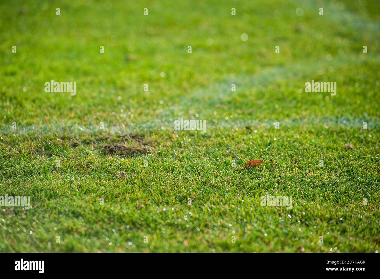 Green natural grass texture for background. Green lawn pattern and ...