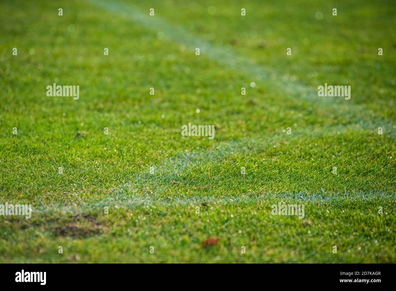 Green natural grass texture for background. Green lawn pattern and ...