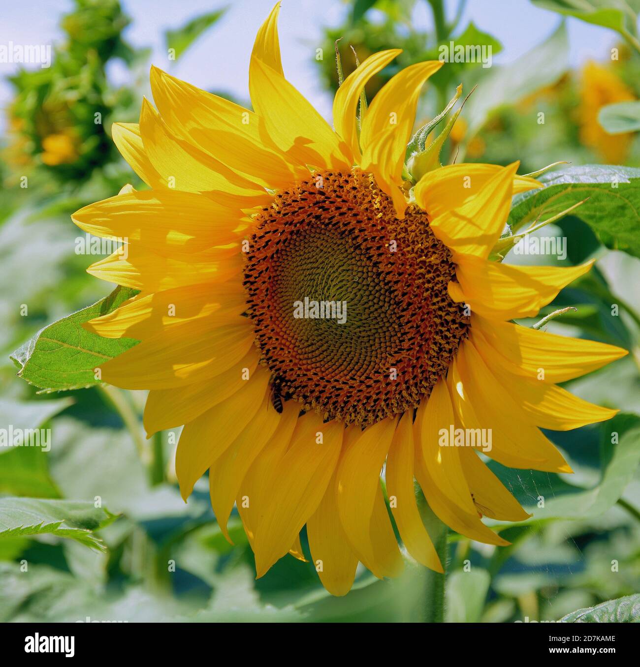 golden sunflower, in close up photography Stock Photo - Alamy
