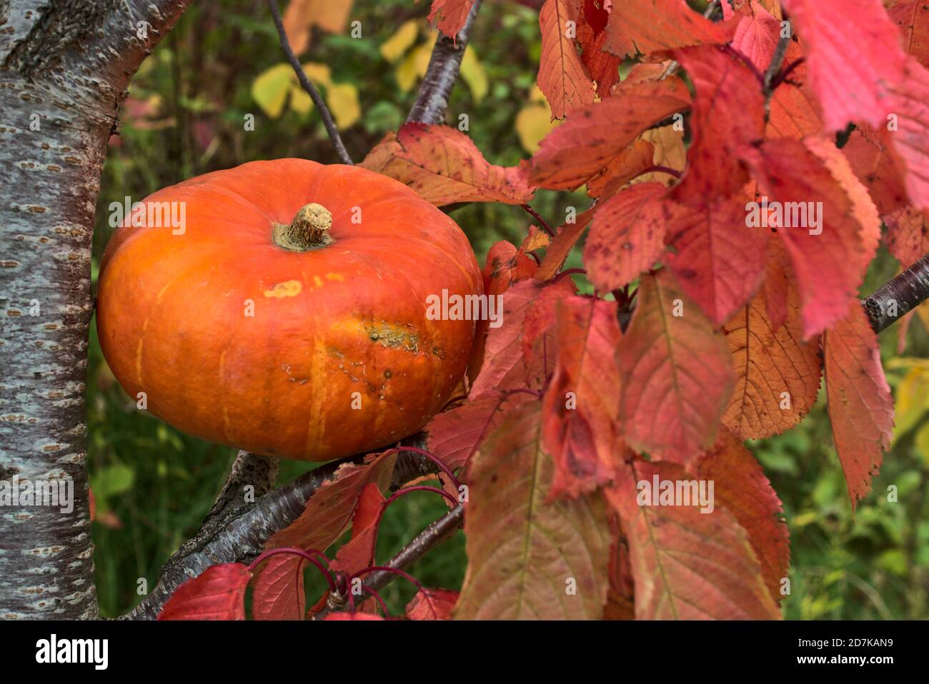 Beautiful autumnal single orange pumpkin on autumn cherry tree with red ...