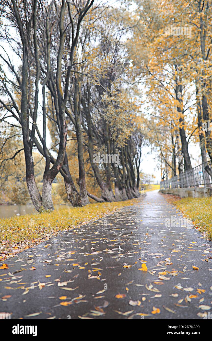 Raining in forest yellow umbrella hi-res stock photography and images ...