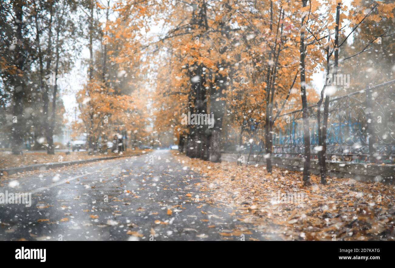 Autumn park in the first snow Stock Photo - Alamy