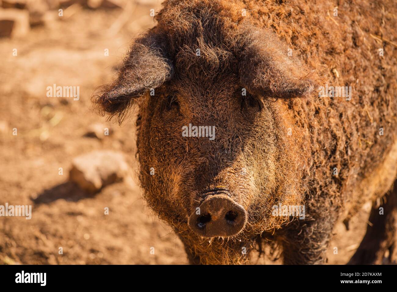 Curly pig of Hungarian breed Mangalitsa. mangalitsas curly hair hogs ...