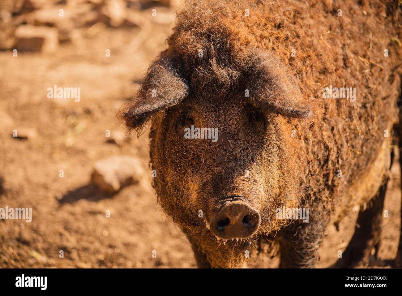 Curly pig of Hungarian breed Mangalitsa. mangalitsas curly hair hogs ...