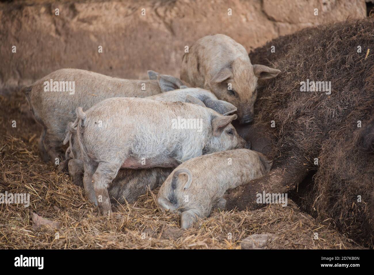 Curly pig of Hungarian breed Mangalitsa. mangalitsas curly hair hogs ...