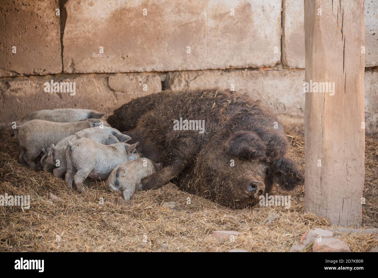 Curly pig of Hungarian breed Mangalitsa. mangalitsas curly hair hogs ...