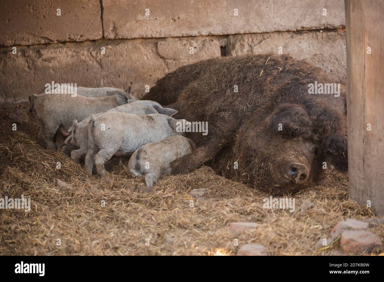 Curly pig of Hungarian breed Mangalitsa. mangalitsas curly hair hogs ...