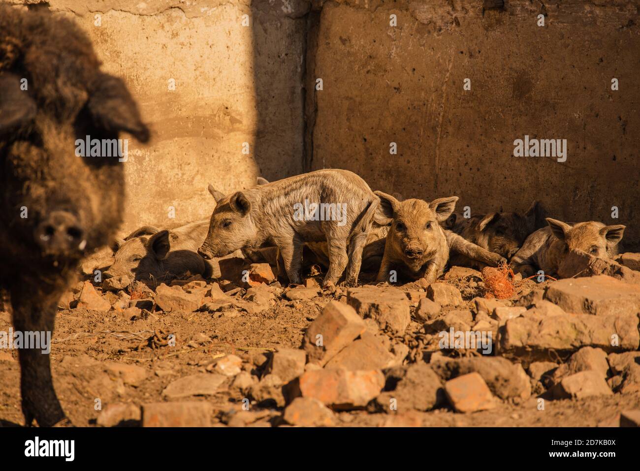 Curly pig of Hungarian breed Mangalitsa. mangalitsas curly hair hogs ...
