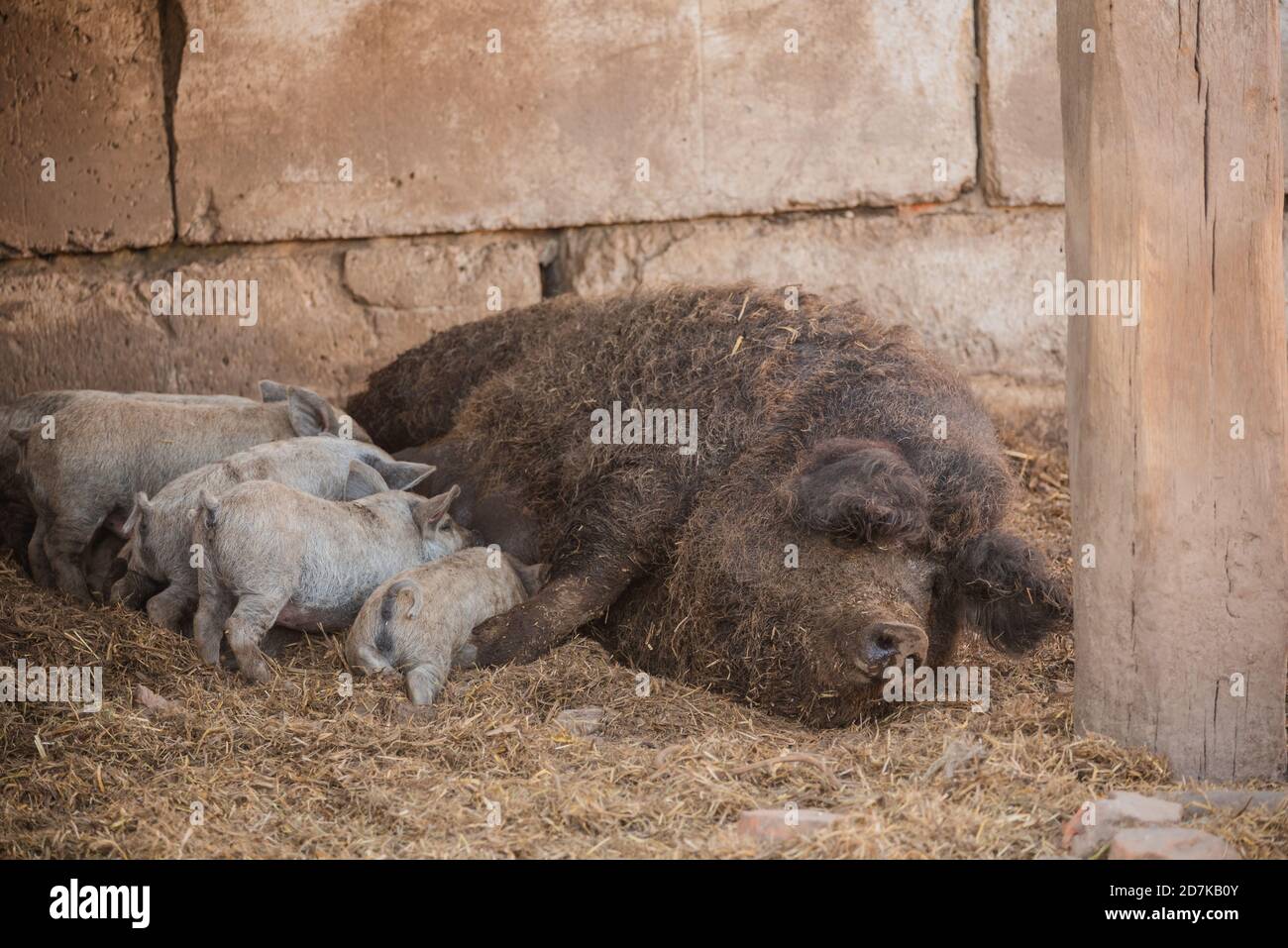 Curly pig of Hungarian breed Mangalitsa. mangalitsas curly hair hogs ...