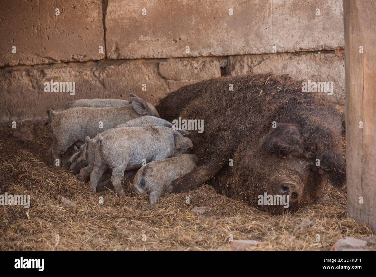Curly pig of Hungarian breed Mangalitsa. mangalitsas curly hair hogs ...