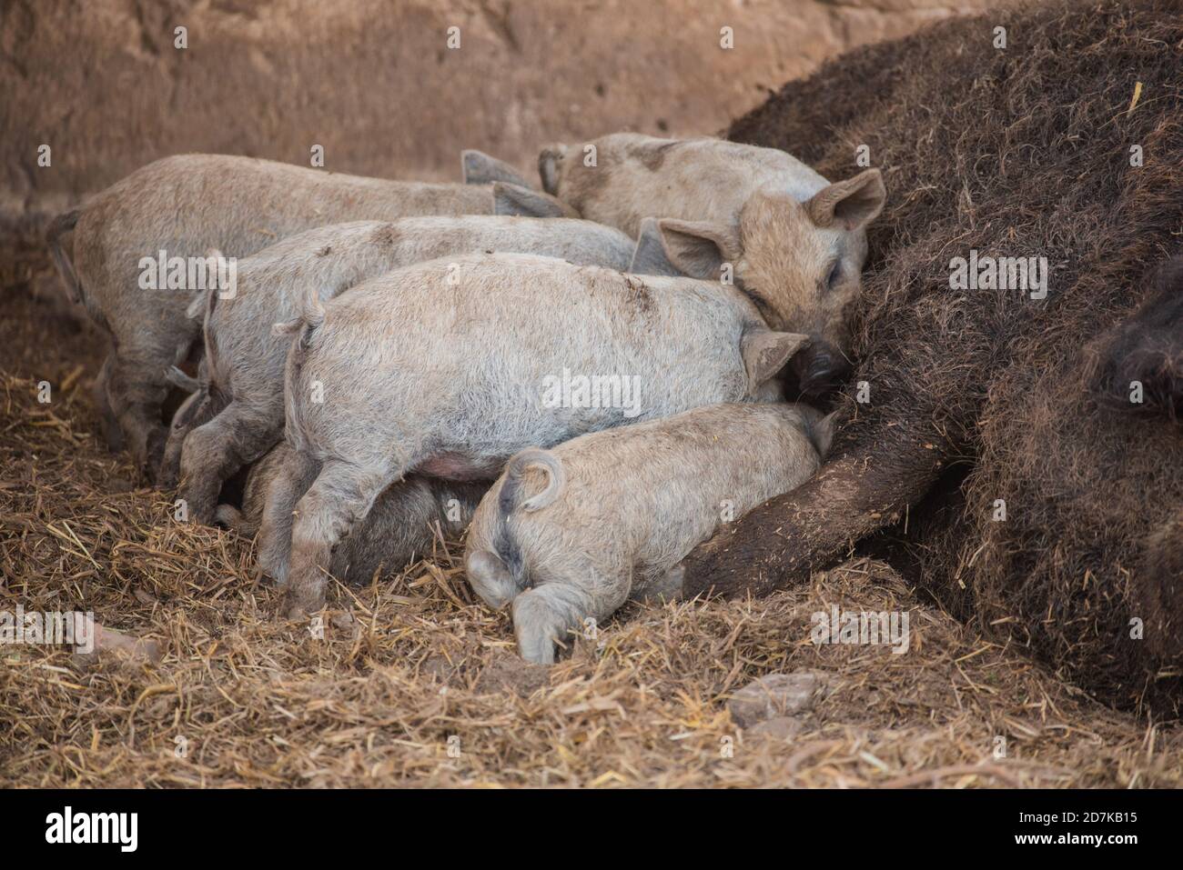 Curly pig of Hungarian breed Mangalitsa. mangalitsas curly hair hogs ...