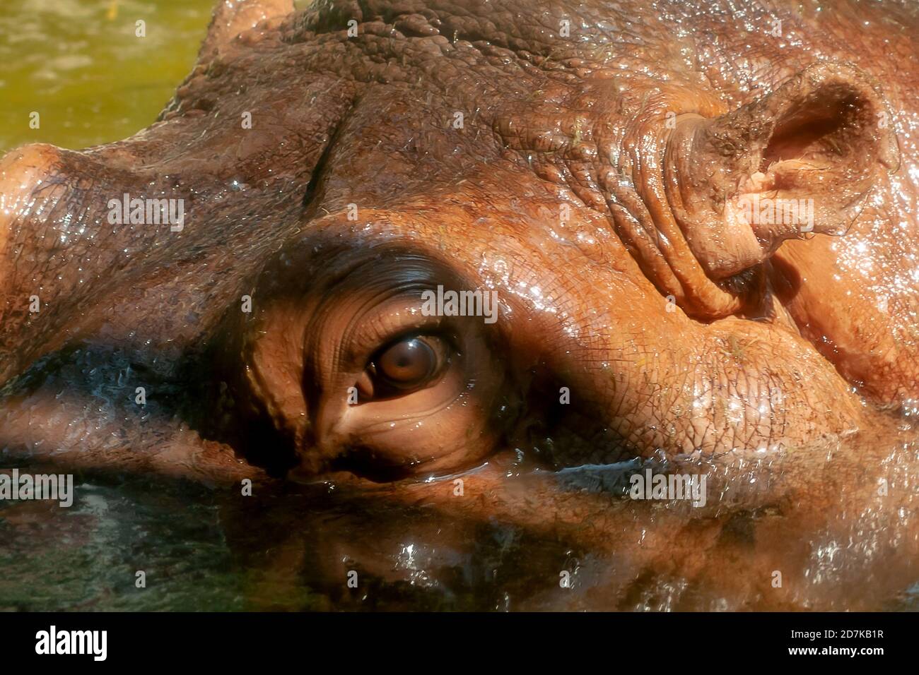 Head of hippopotamus in macro style. Hippopotamus face close up Stock ...