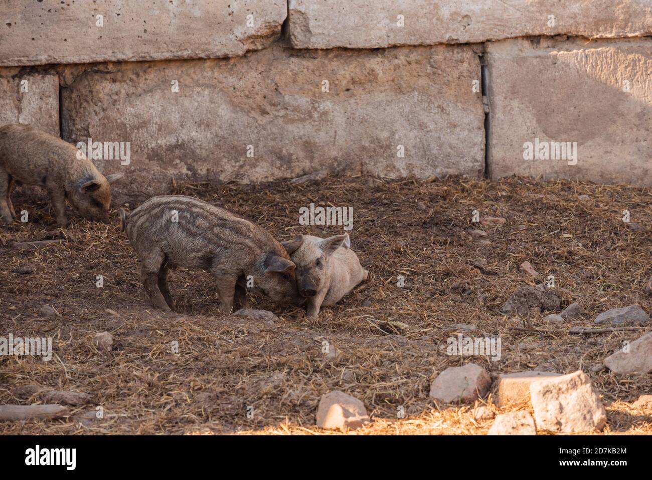 Curly pig of Hungarian breed Mangalitsa. mangalitsas curly hair hogs ...