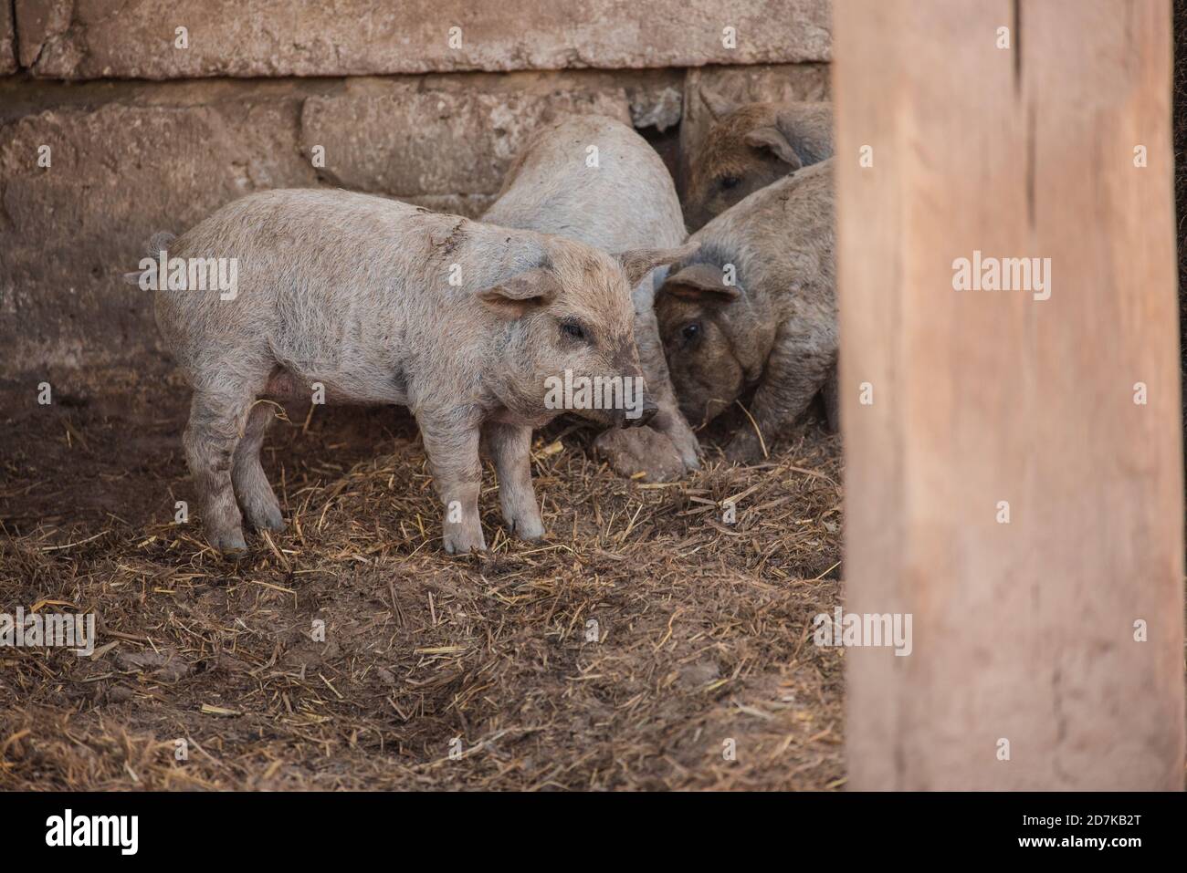 Curly pig of Hungarian breed Mangalitsa. mangalitsas curly hair hogs ...
