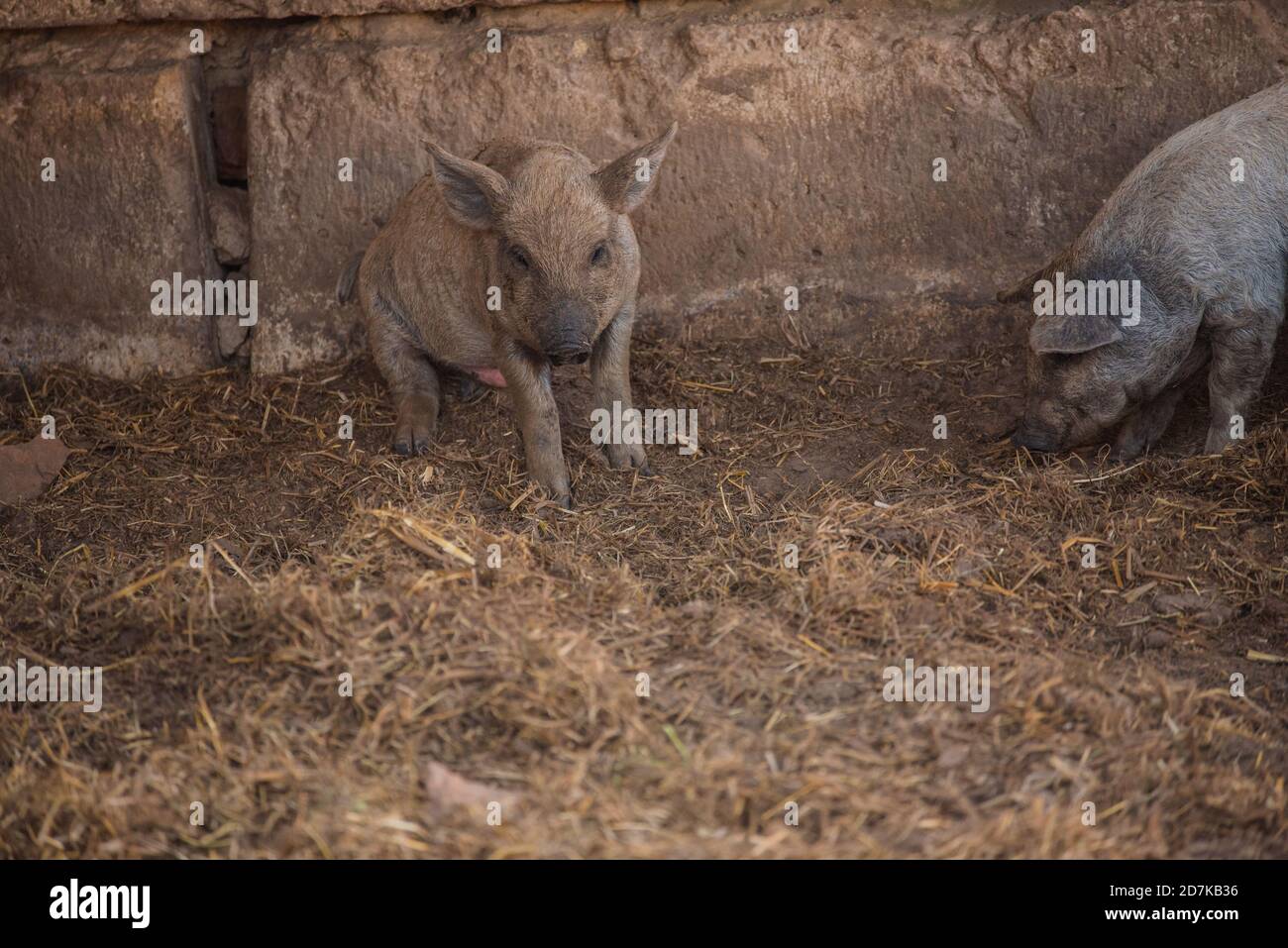 Curly pig of Hungarian breed Mangalitsa. mangalitsas curly hair hogs ...