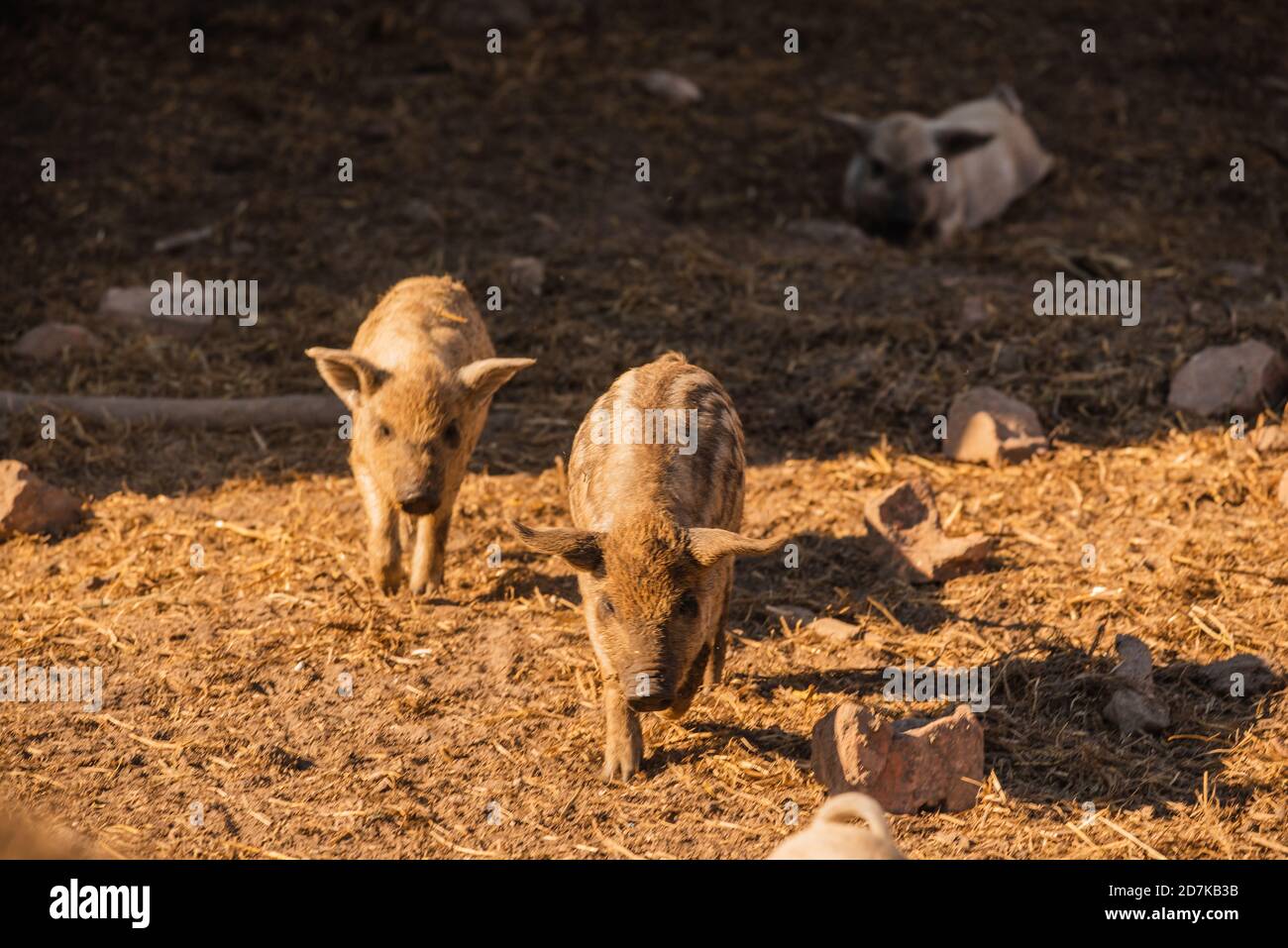 Curly pig of Hungarian breed Mangalitsa. mangalitsas curly hair hogs ...