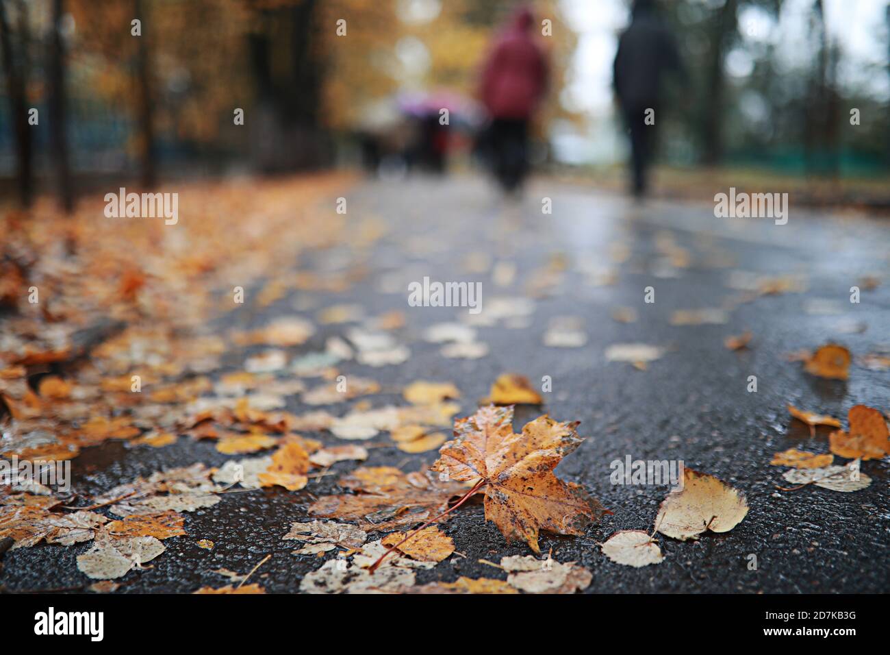 Autumn rain in the park Stock Photo - Alamy