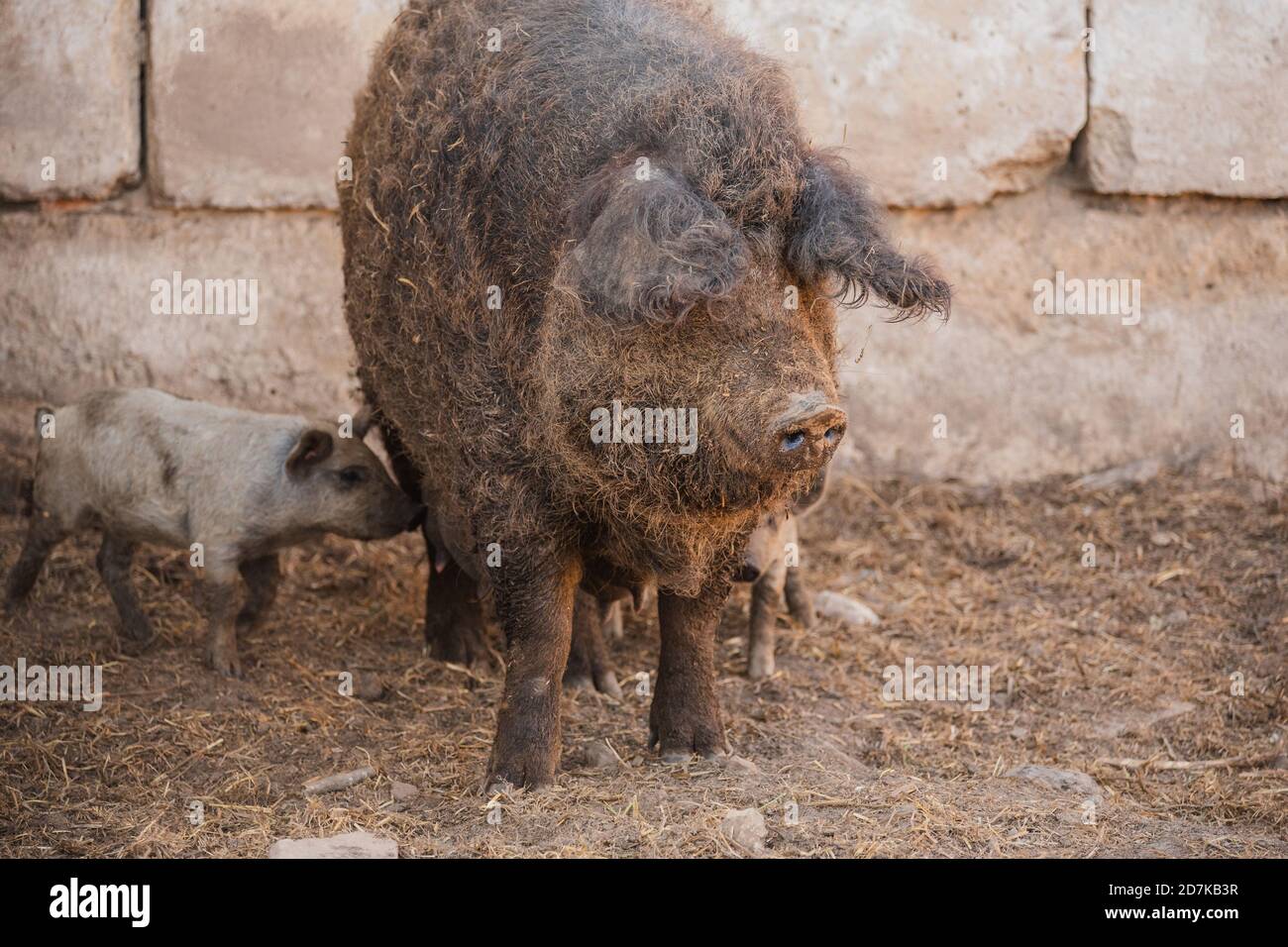 Curly pig of Hungarian breed Mangalitsa. mangalitsas curly hair hogs ...