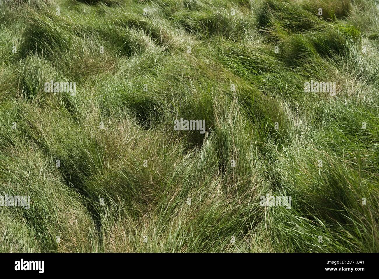 Nature background green luscious grass hi-res stock photography and ...