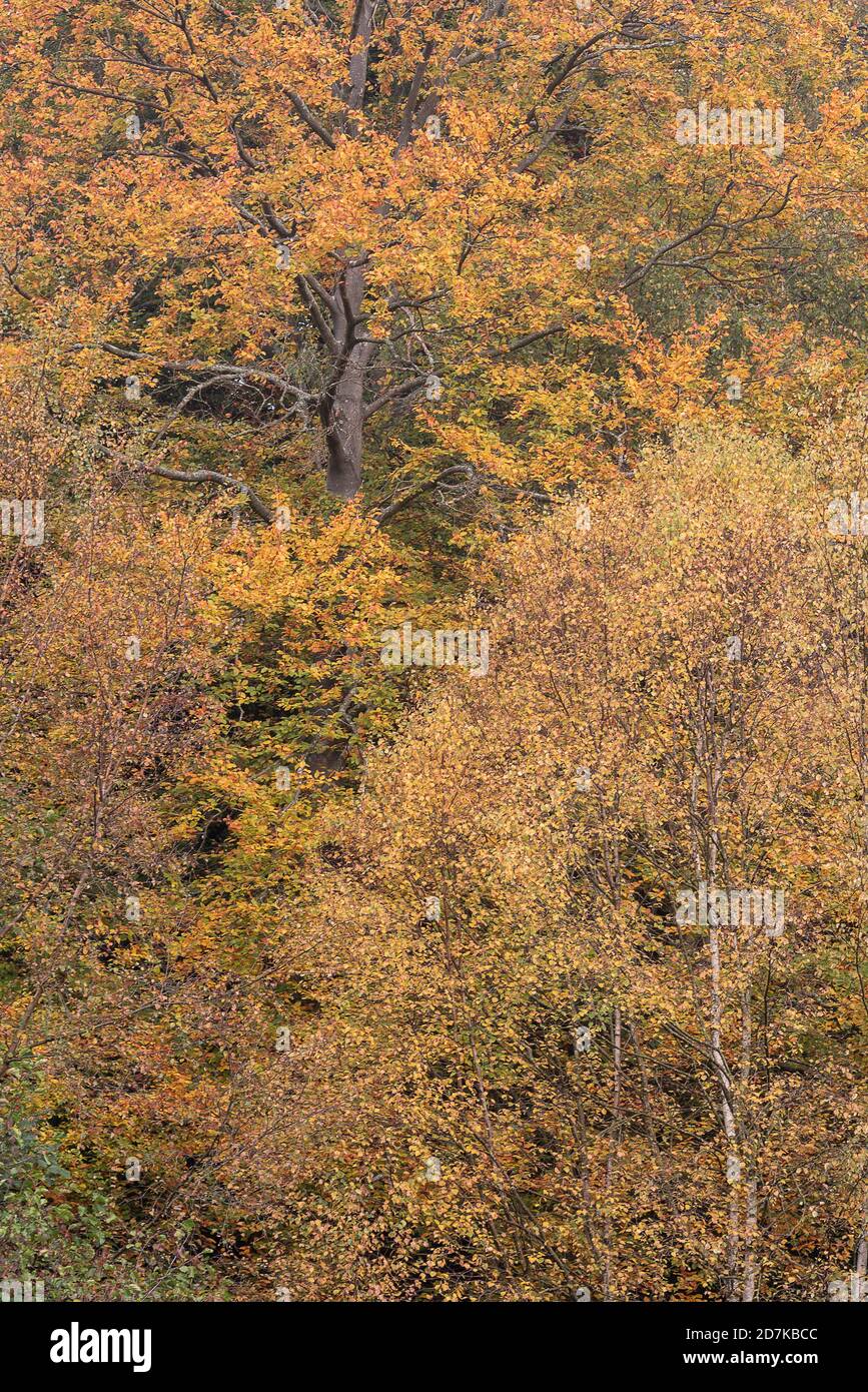 Stunning Autumn Fall forest landscape with vibrant warm Fall colours ...