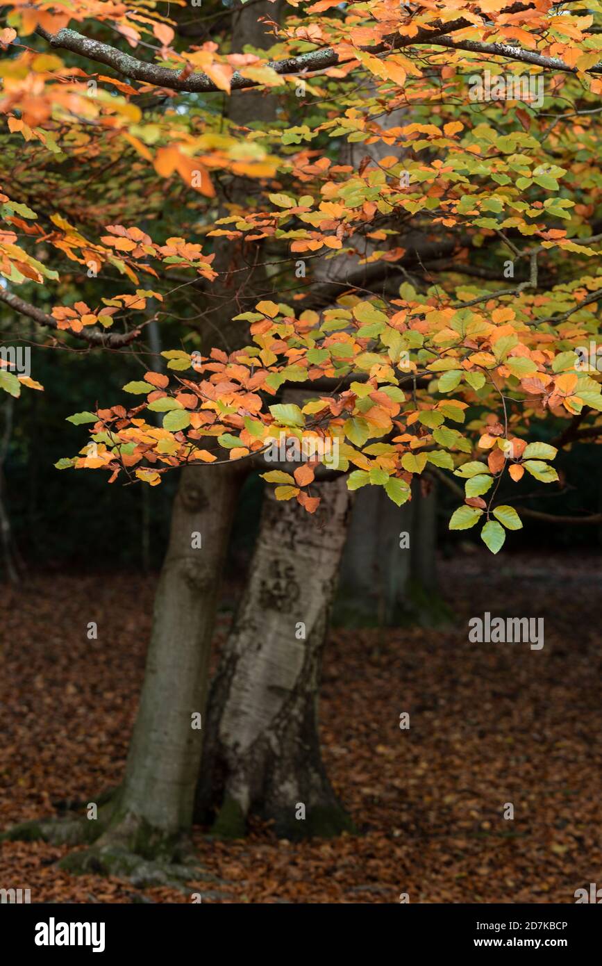 Stunning Autumn Fall forest landscape with vibrant warm Fall colours ...