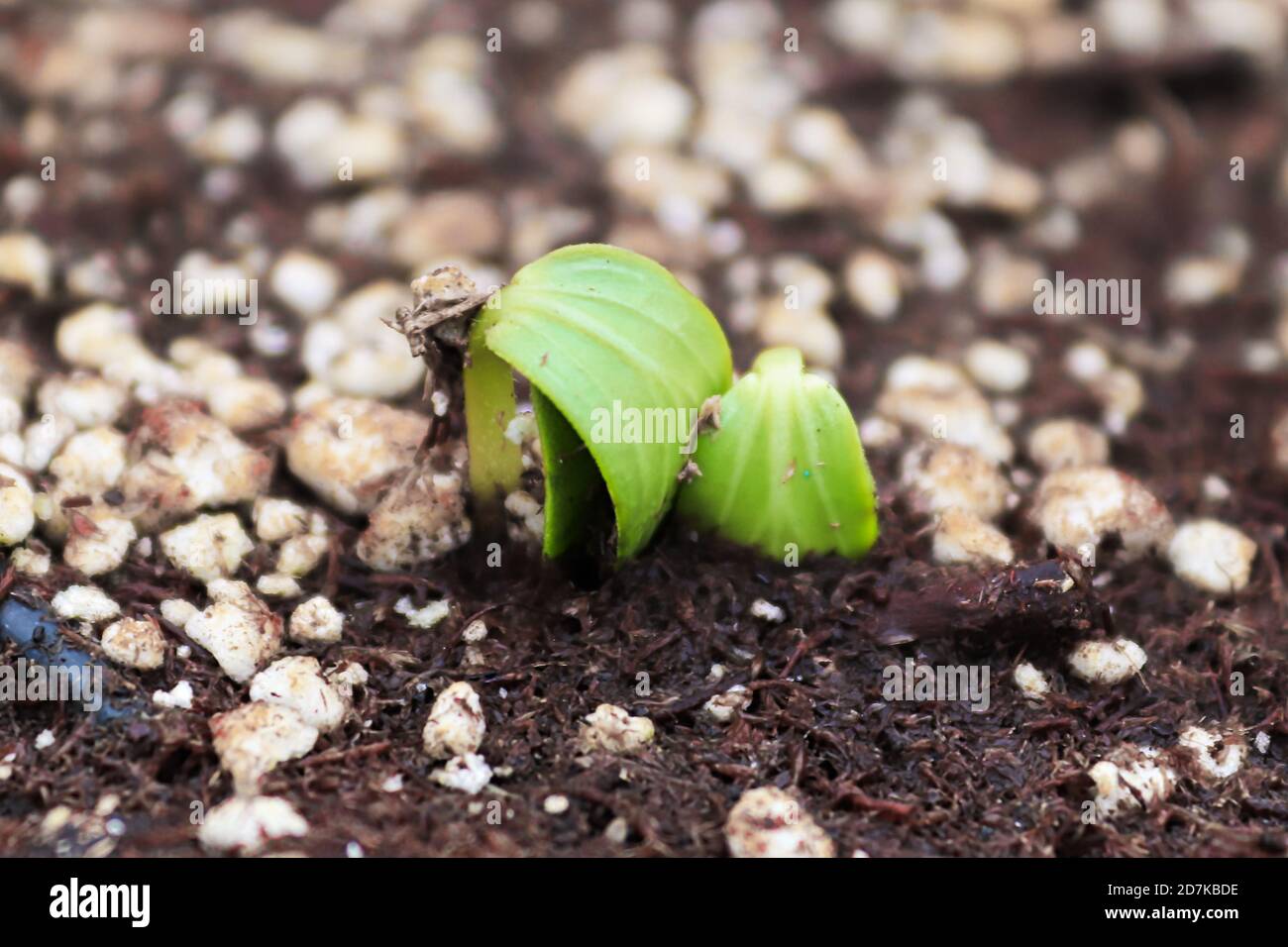Two plants breaking through the soil hi-res stock photography and ...