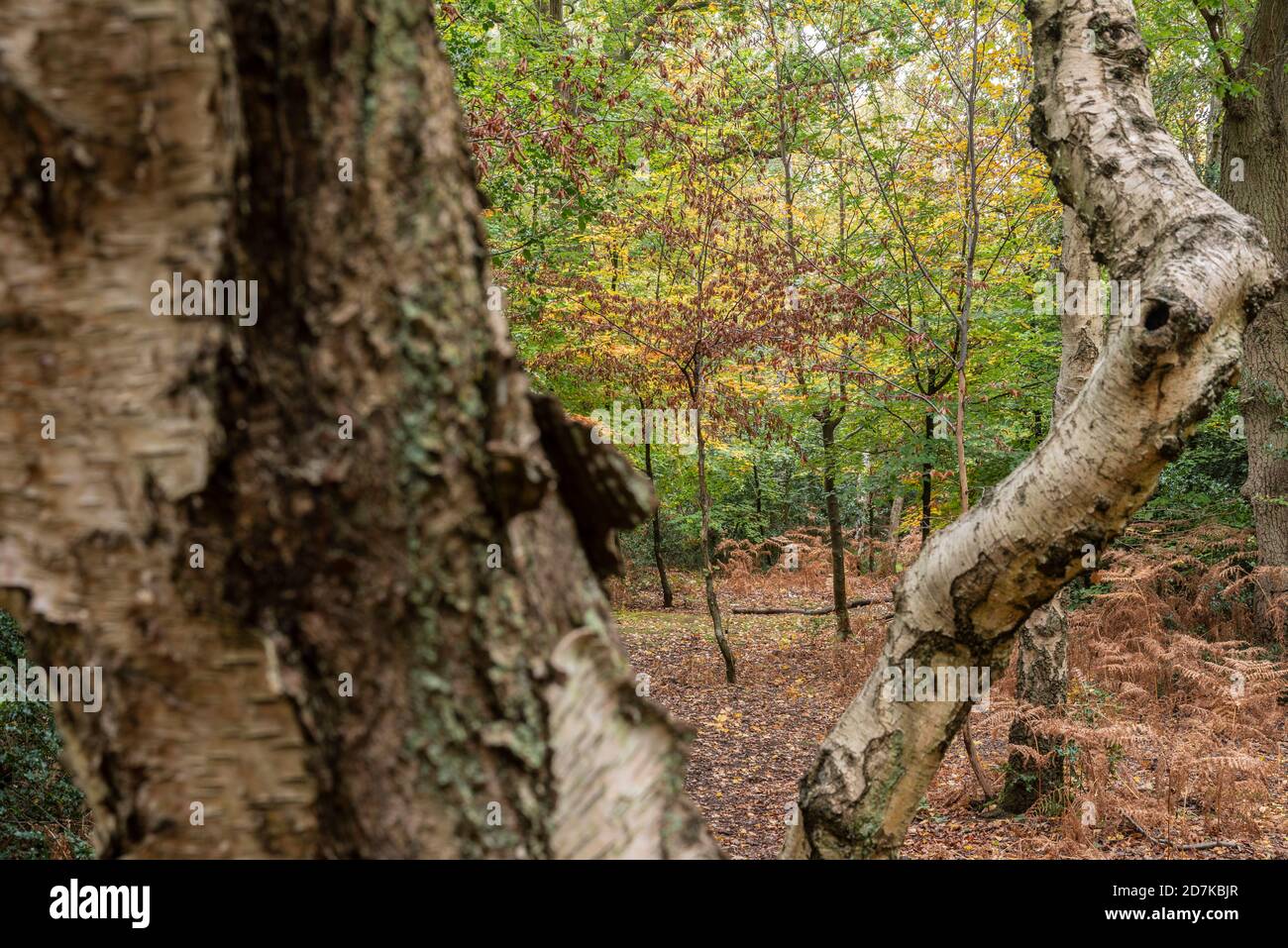 Stunning Autumn Fall forest landscape with vibrant warm Fall colours ...