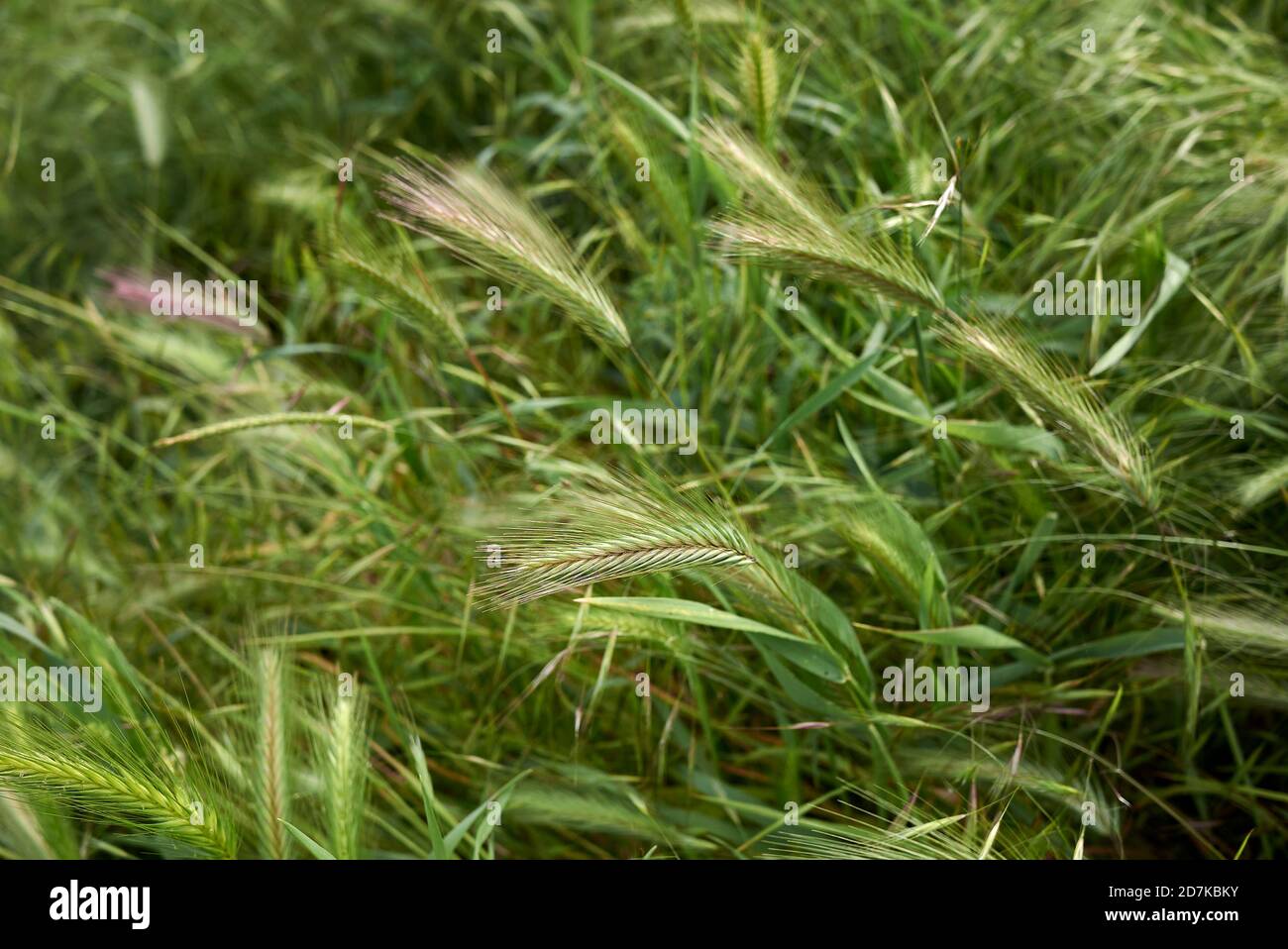 False barley hordeum murinum hi-res stock photography and images - Alamy