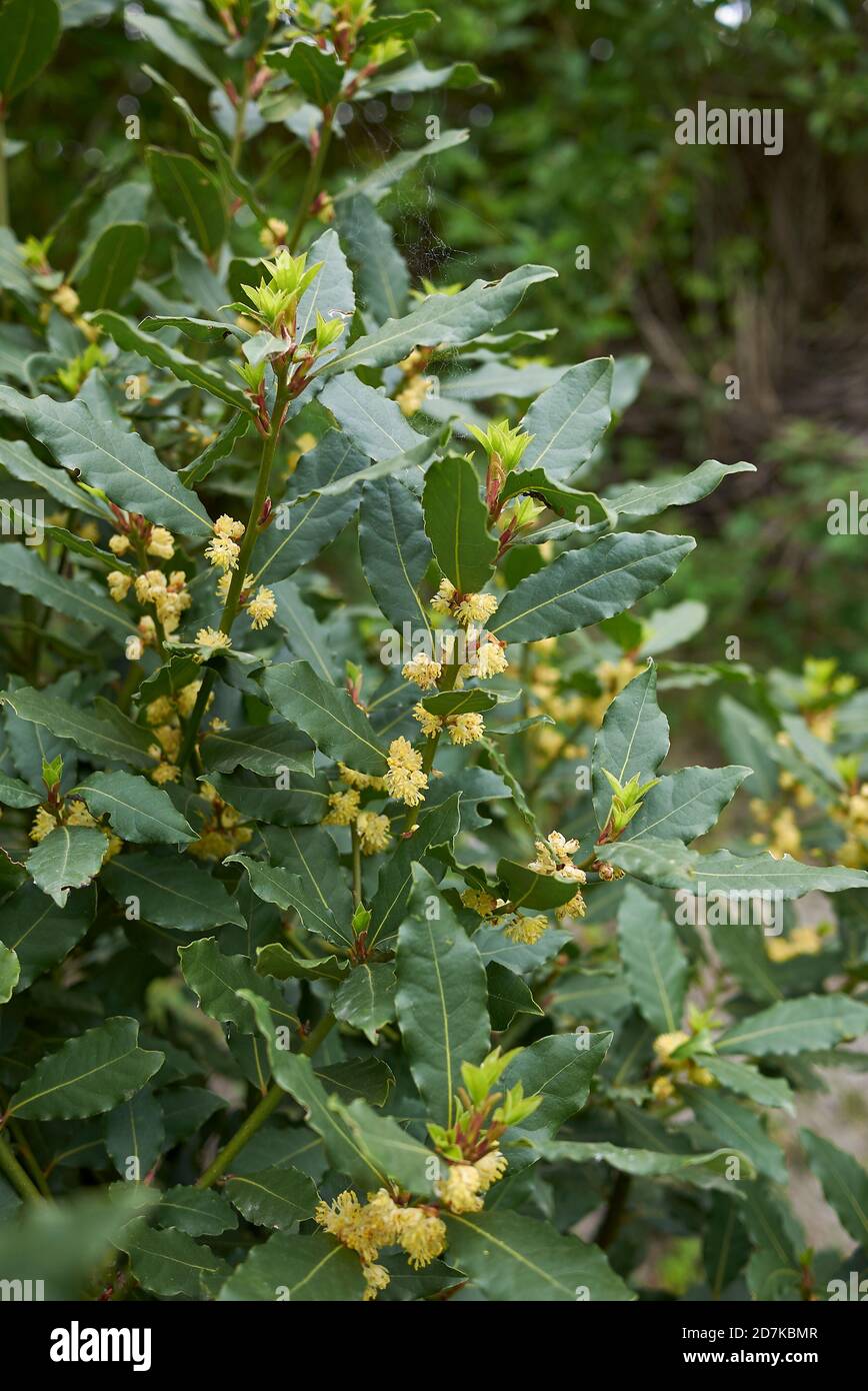 Laurus nobilis tree hi-res stock photography and images - Alamy