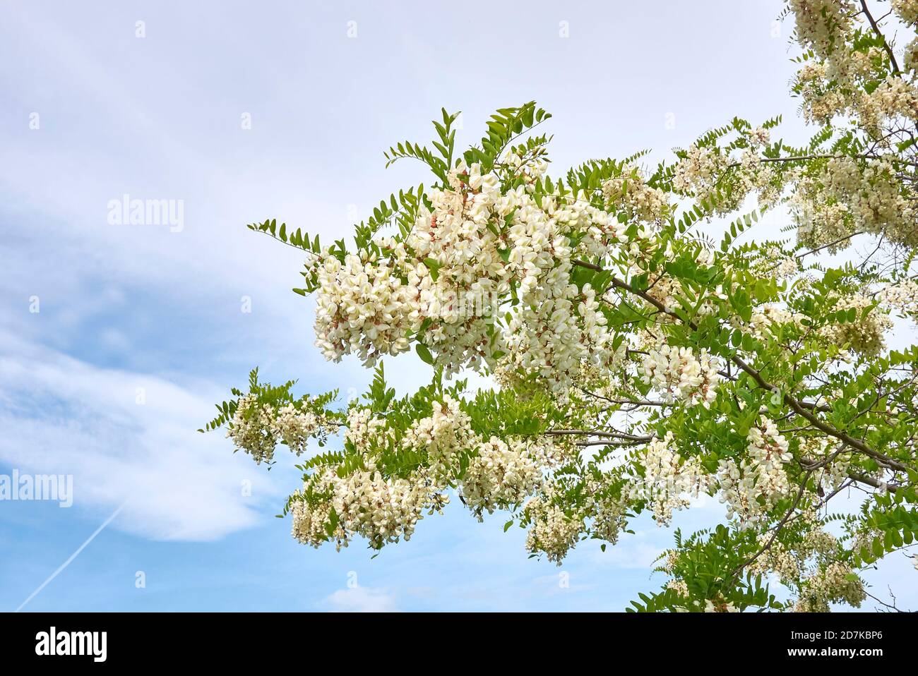 Robinia pseudoacacia in bloom Stock Photo - Alamy