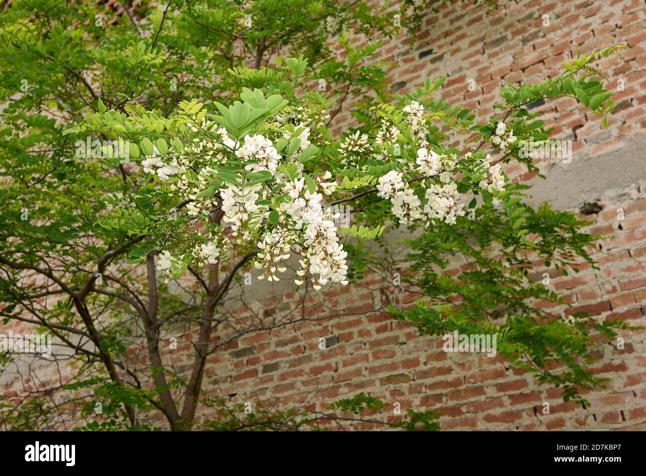 Robinia pseudoacacia in bloom Stock Photo - Alamy