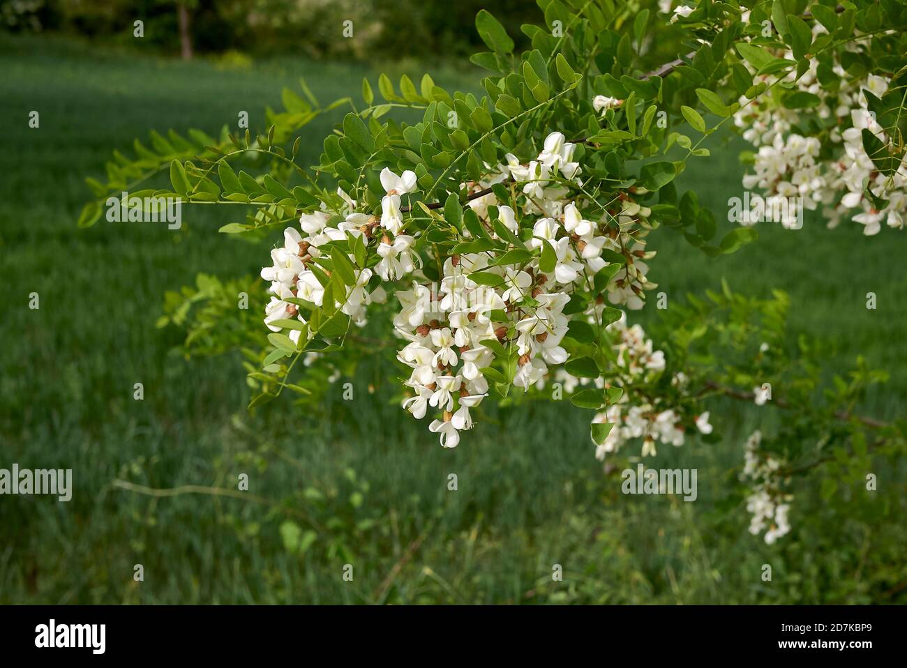 Robinia pseudoacacia in bloom Stock Photo - Alamy