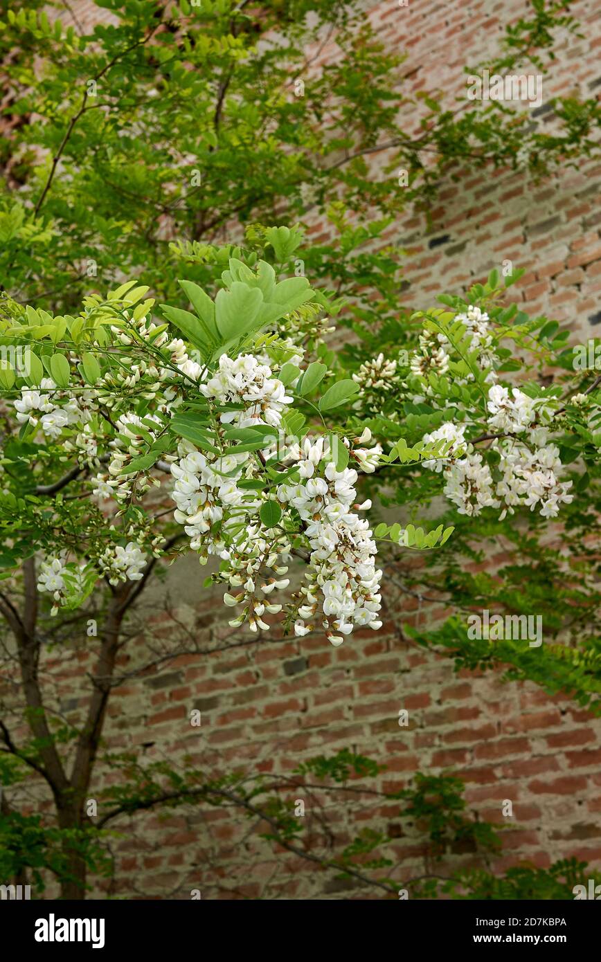 Robinia pseudoacacia in bloom Stock Photo - Alamy
