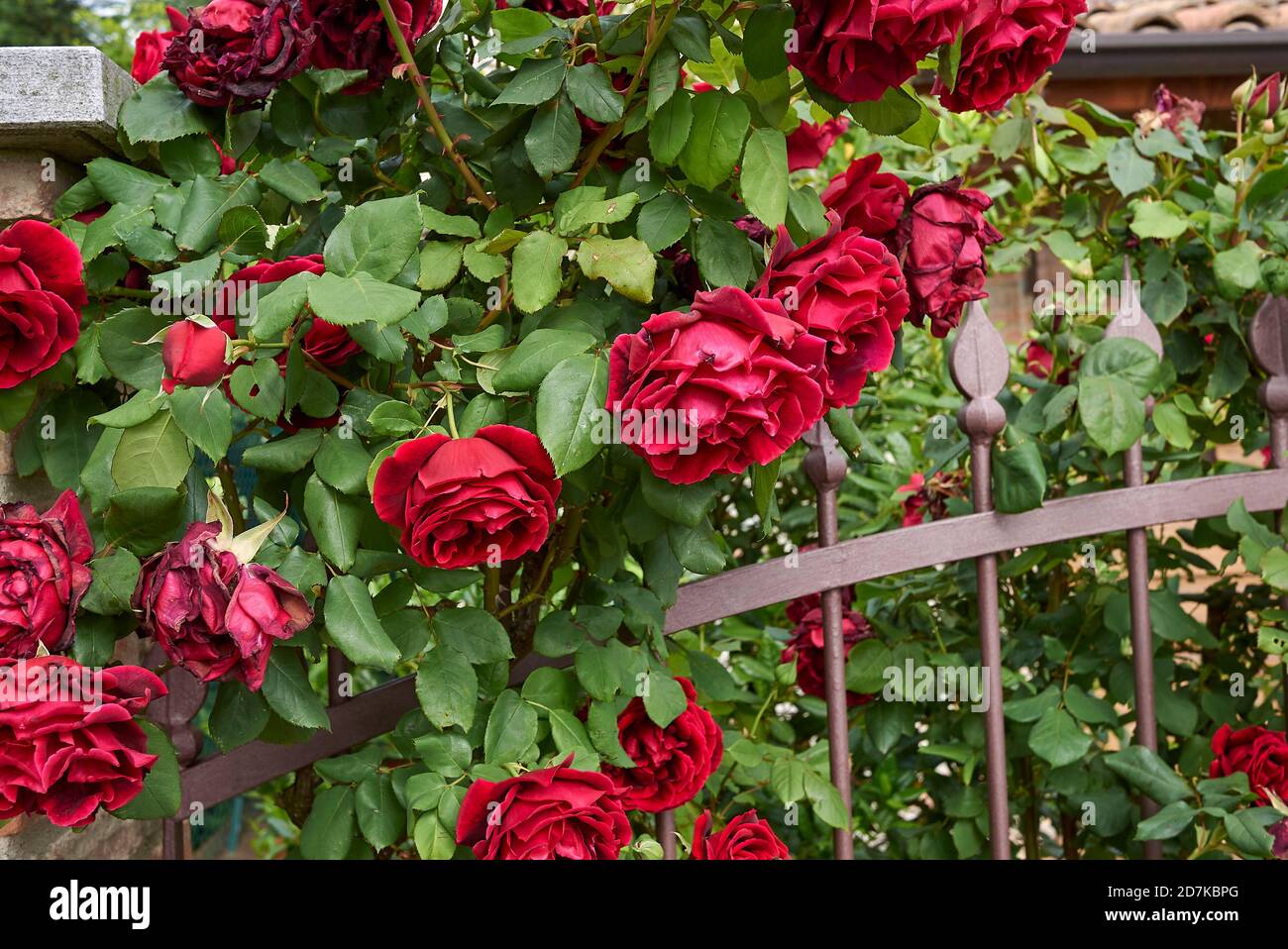 climbing roses in bloom Stock Photo - Alamy