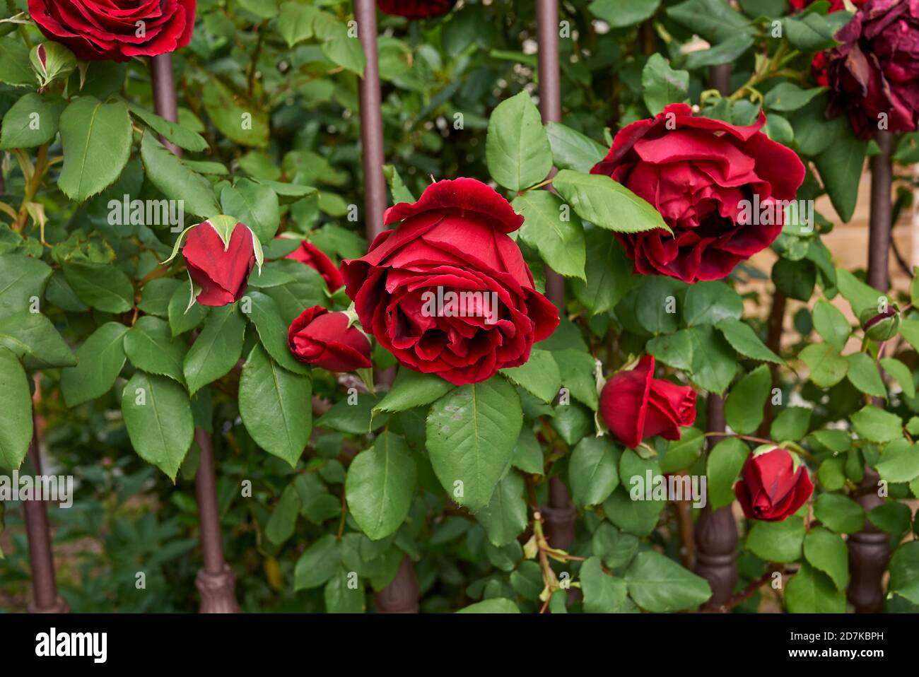 climbing roses in bloom Stock Photo - Alamy