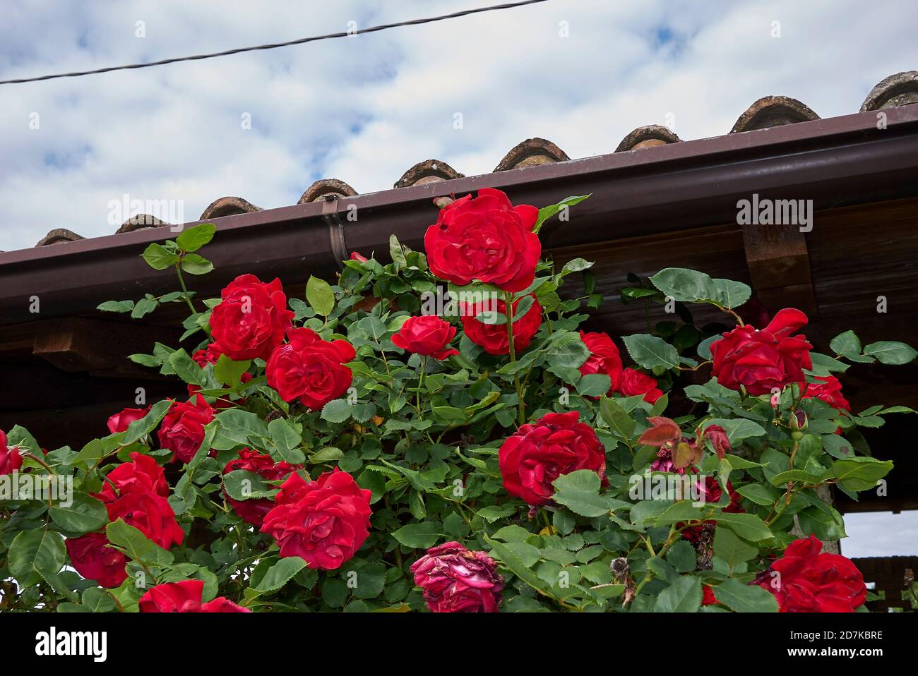 climbing roses in bloom Stock Photo - Alamy