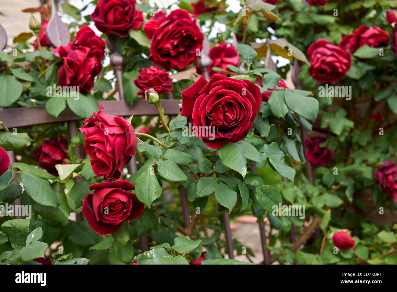climbing roses in bloom Stock Photo - Alamy