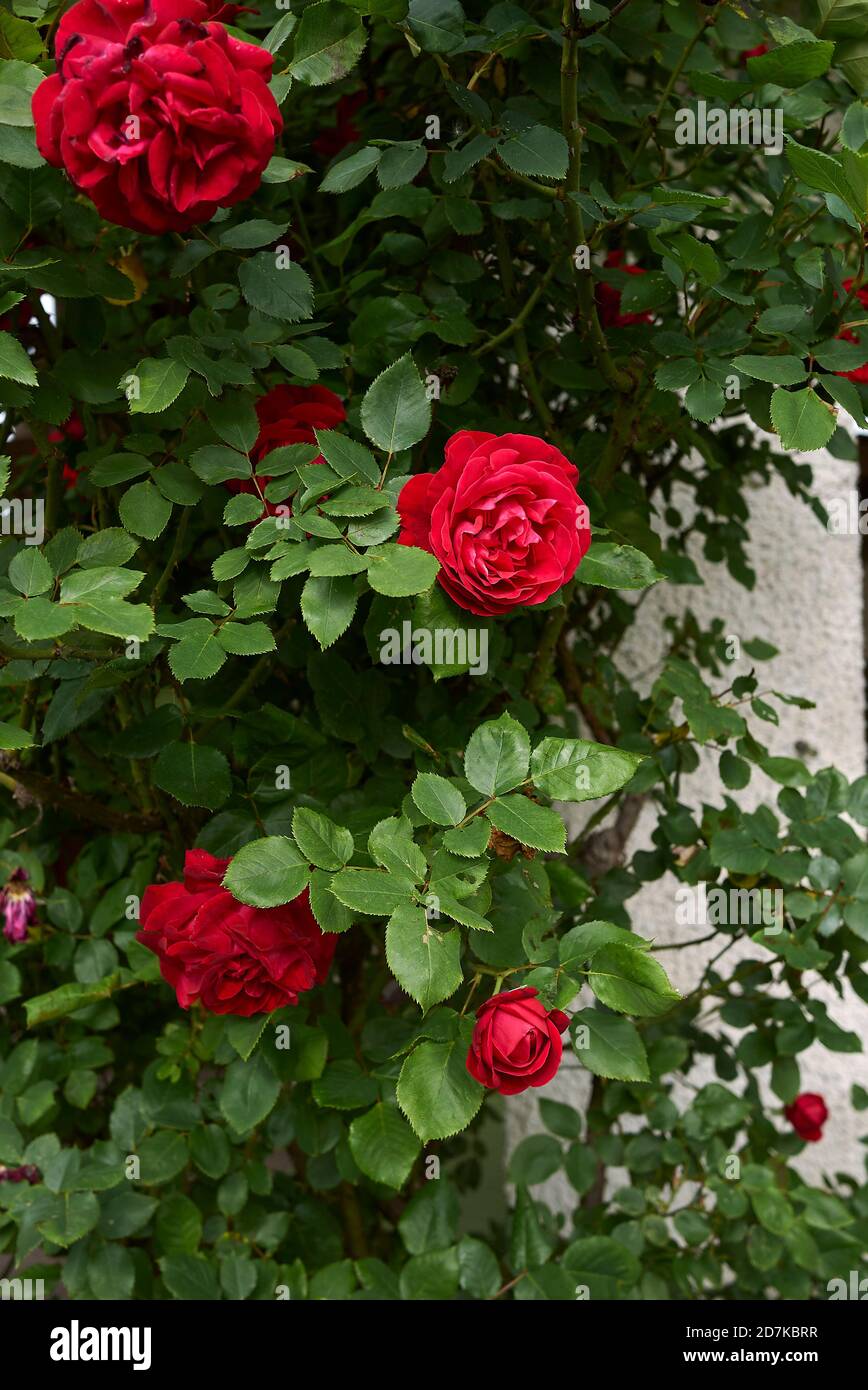 climbing roses in bloom Stock Photo - Alamy