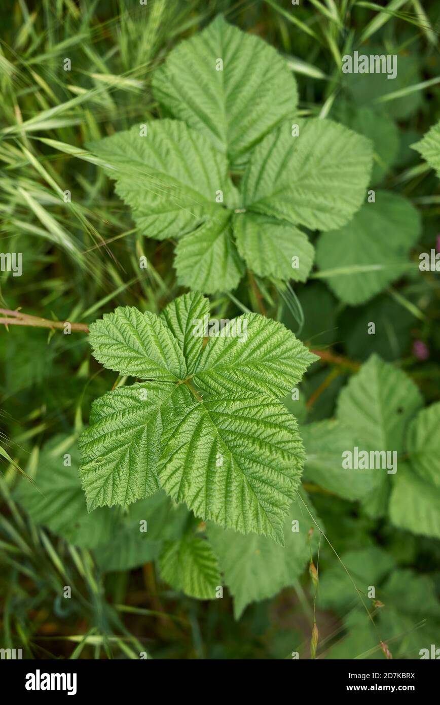 Rubus caesius shrub in bloom Stock Photo - Alamy