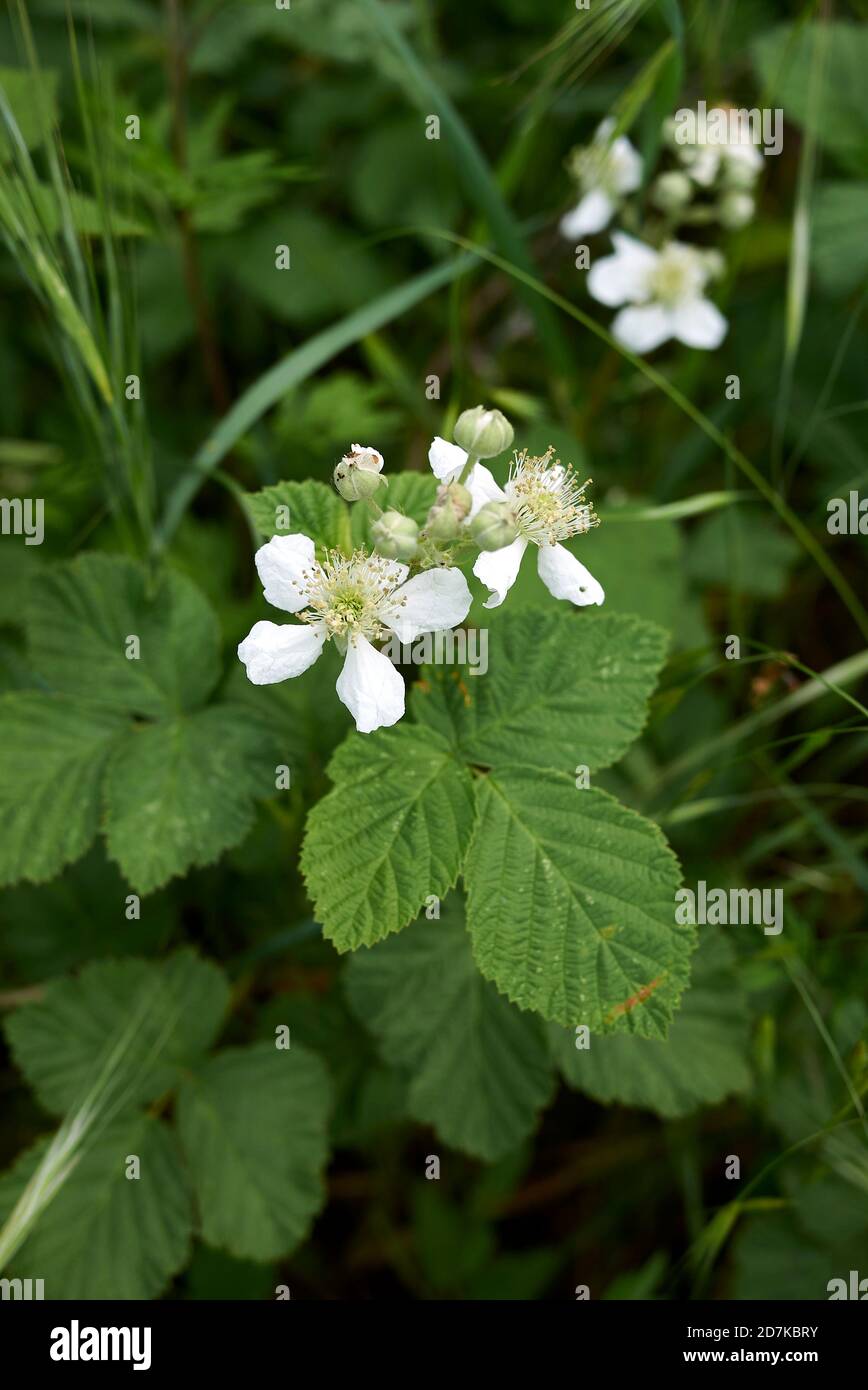 Rubus caesius shrub in bloom Stock Photo - Alamy