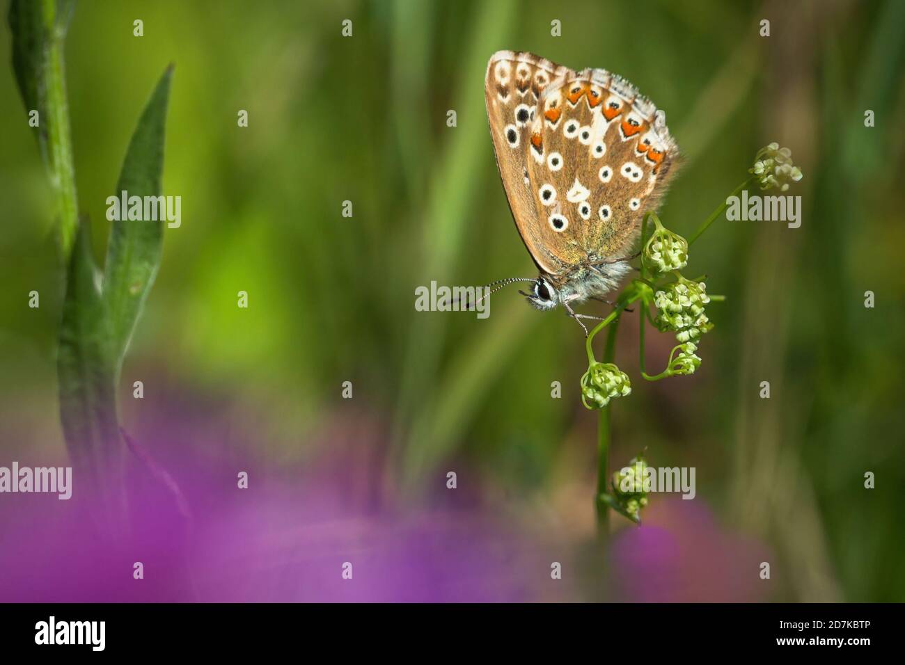 Weed green yellow butterfly hi-res stock photography and images - Alamy