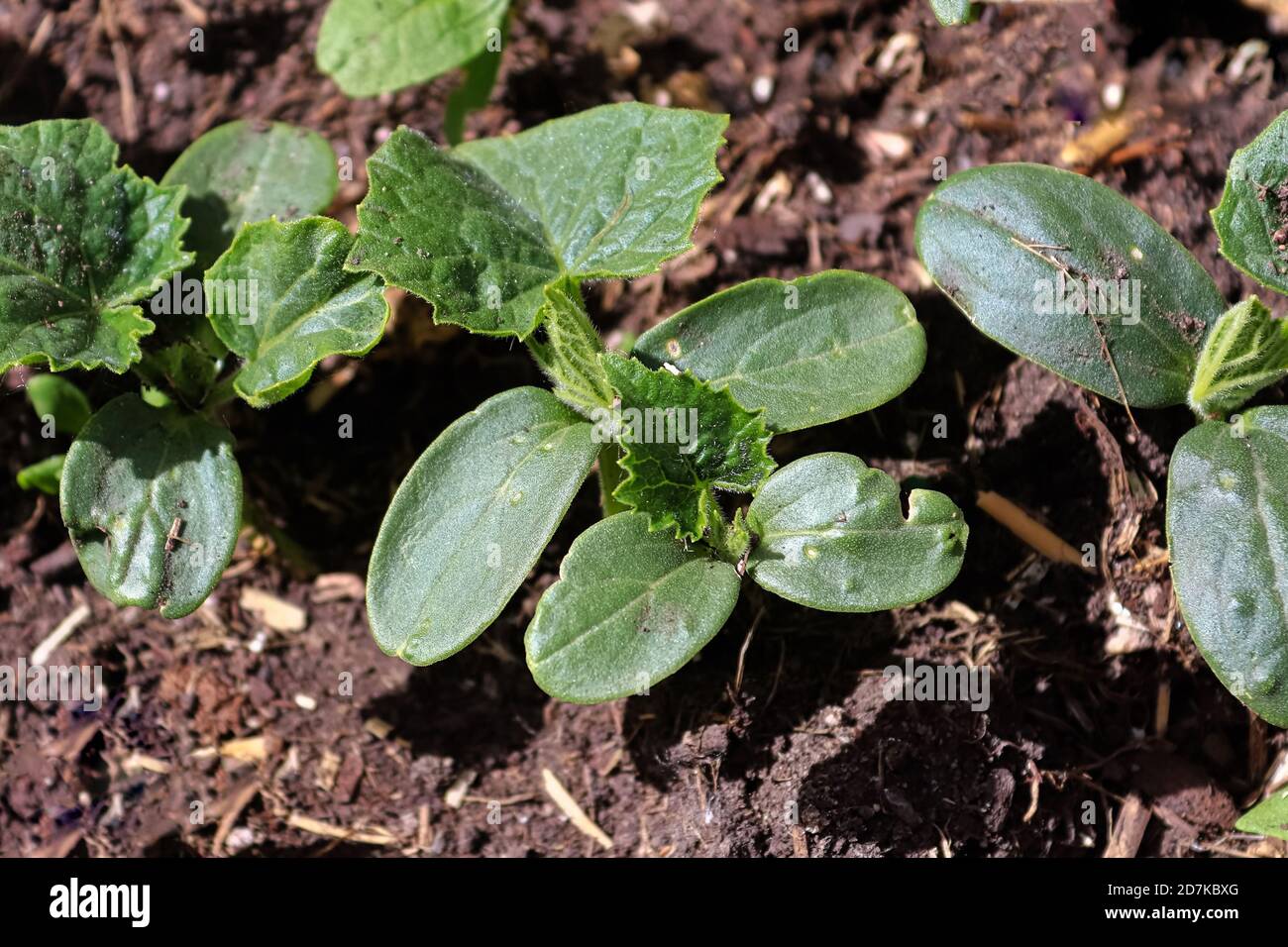 True leaves hi-res stock photography and images - Alamy