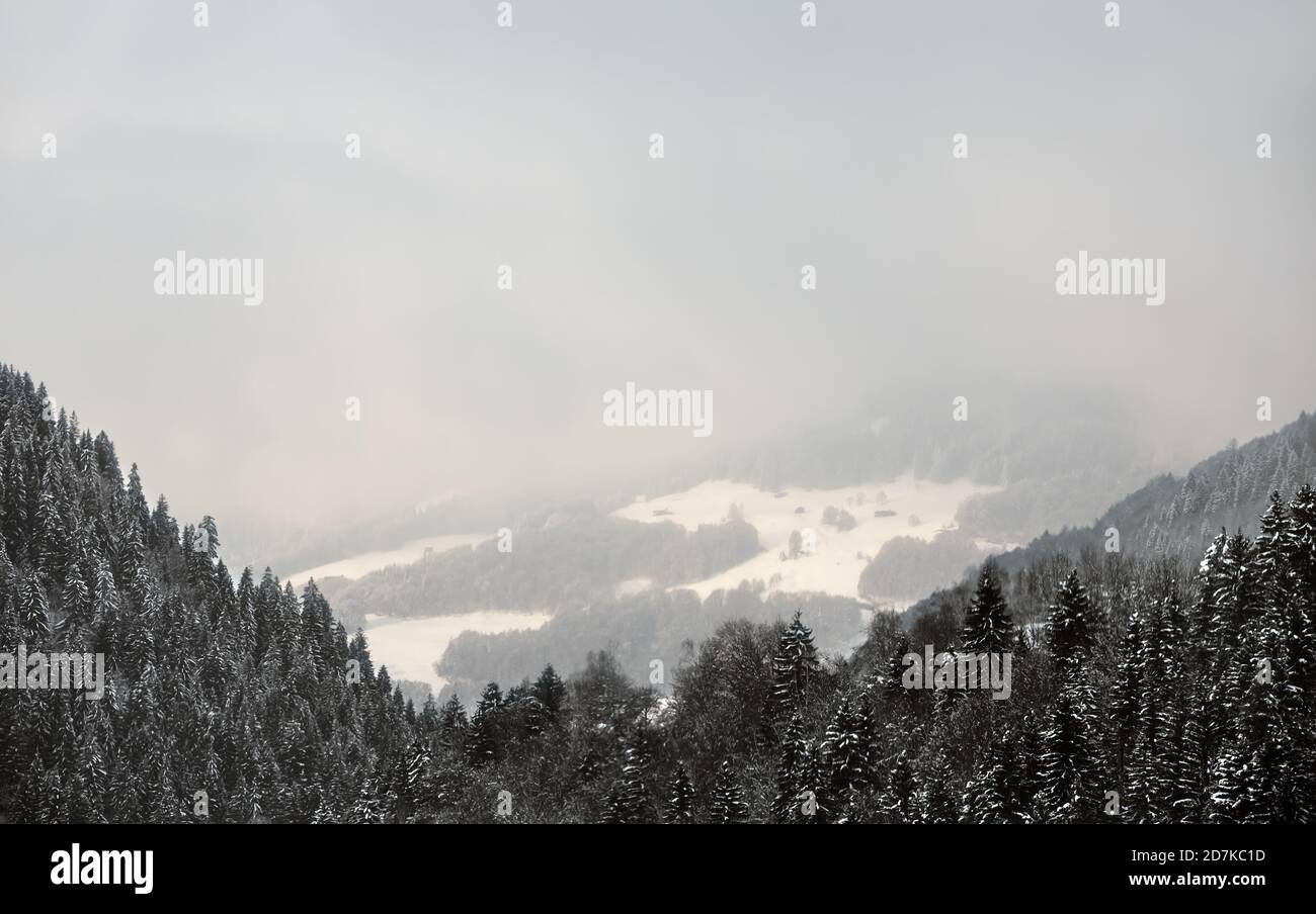 Swiss Alps near Davos, Switzerland. Snow-covered fir trees Stock Photo ...