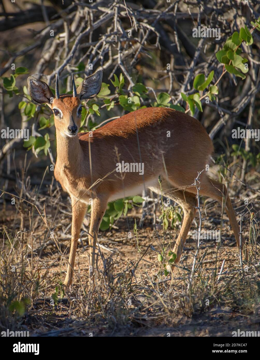 Alert male steenbok antelope looks toward camera while watching for ...