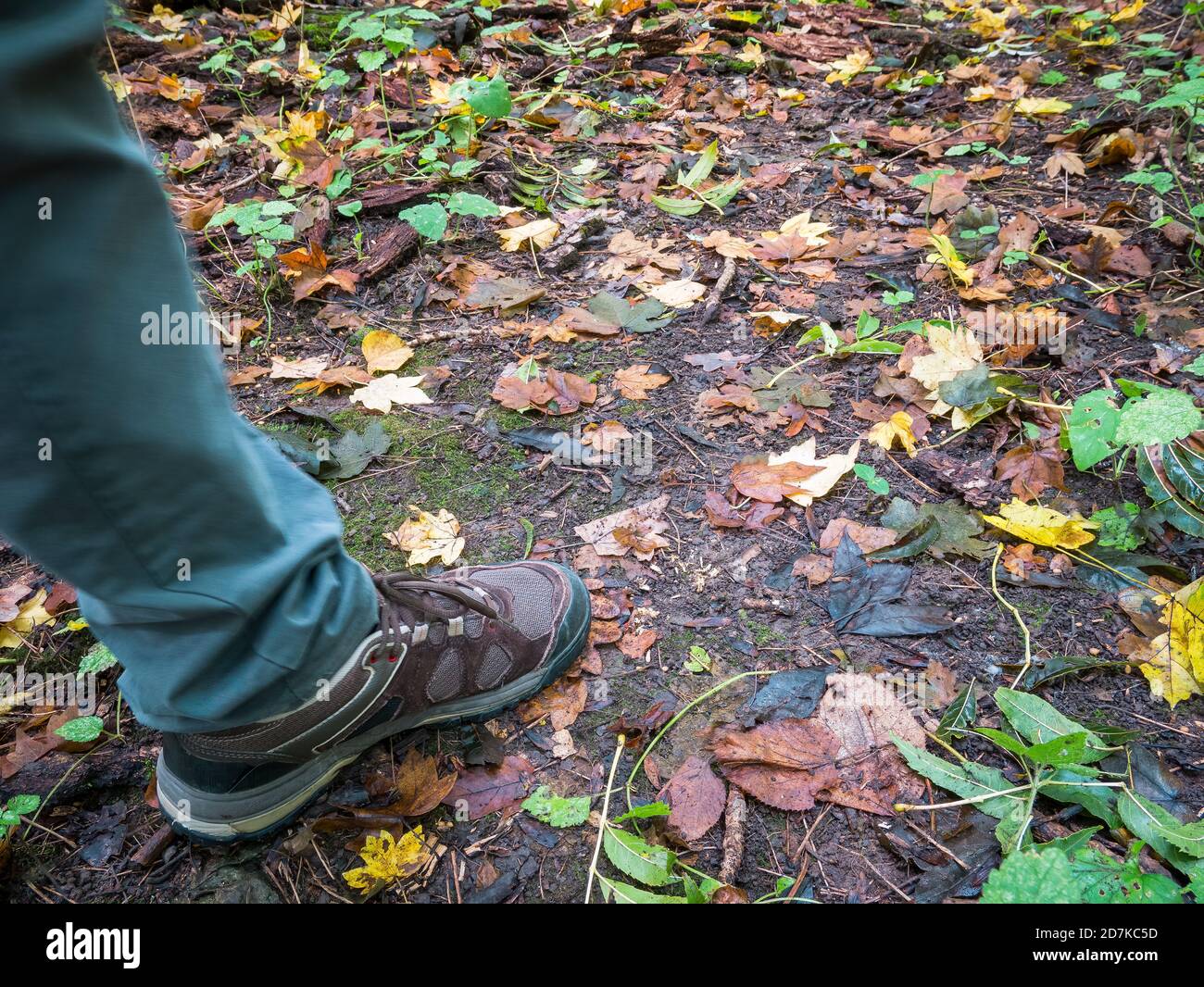 Man's leg walking on the ground covered with yellow and colored leaves ...