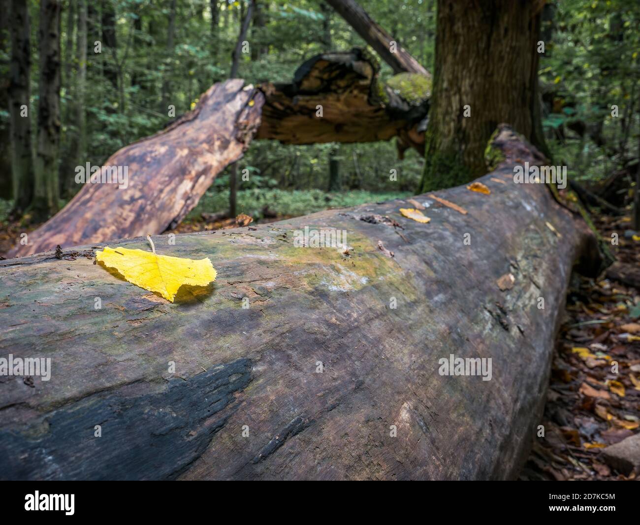 Yellow leaf on a fallen tree trunk in the woods. Autumn landscape Stock ...