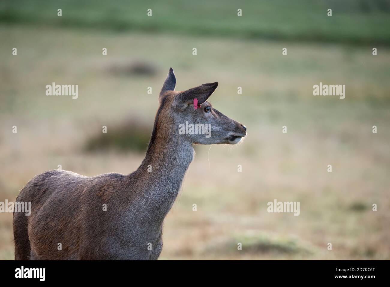Stunning image of red deer doe in colorful woodland landscape setting ...