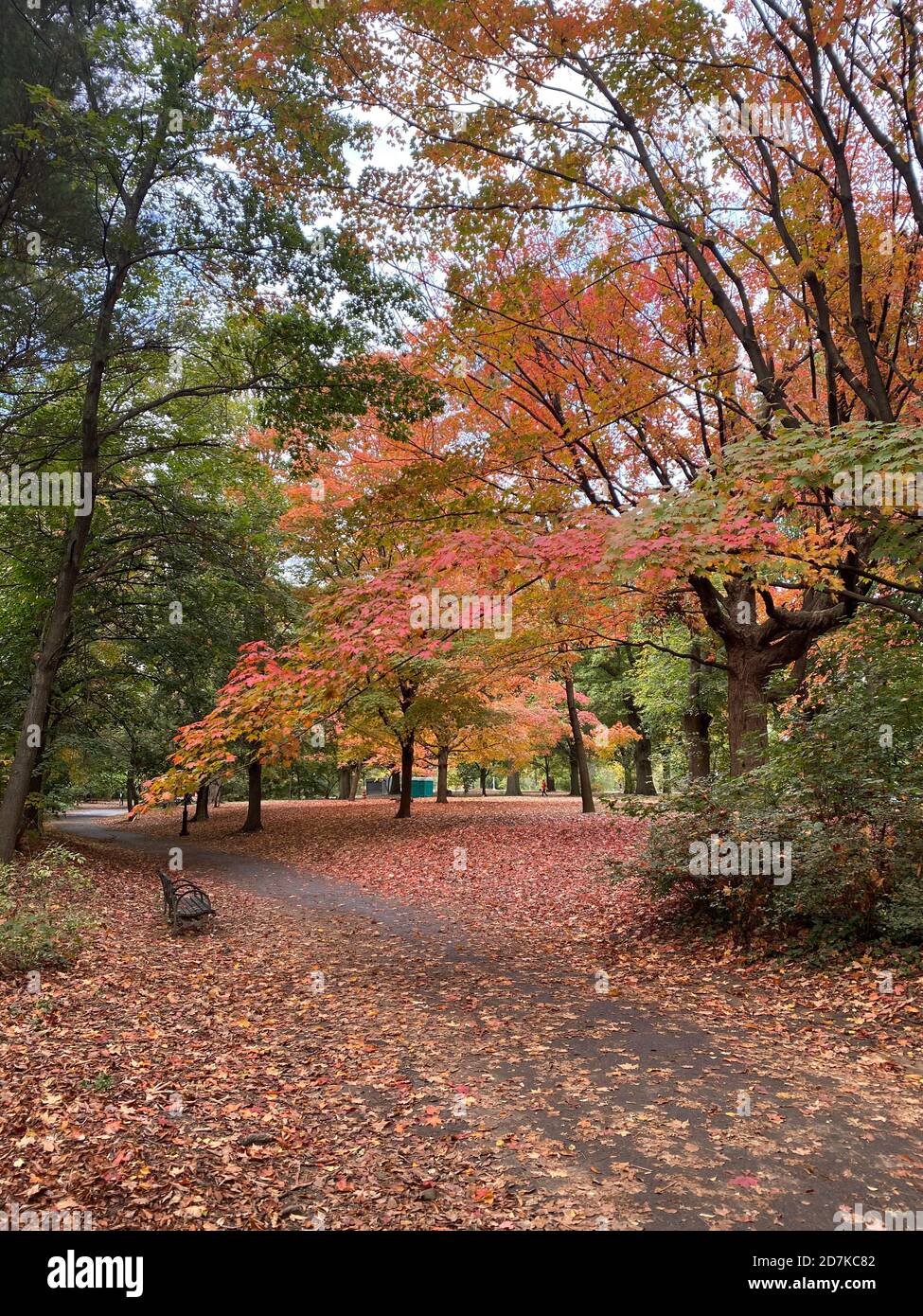 Autumn day with the Maple trees showing their bright red colors in ...